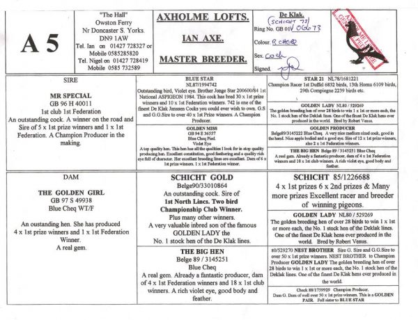 The Schick – Diamond Pigeon Stud