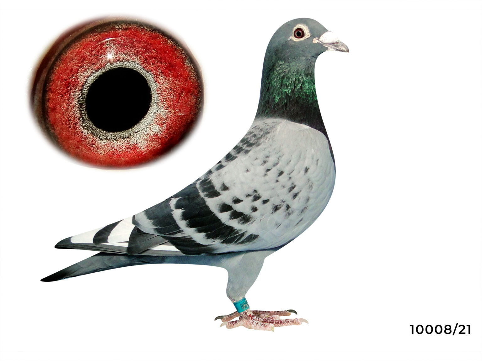 Kittel – Diamond Pigeon Stud