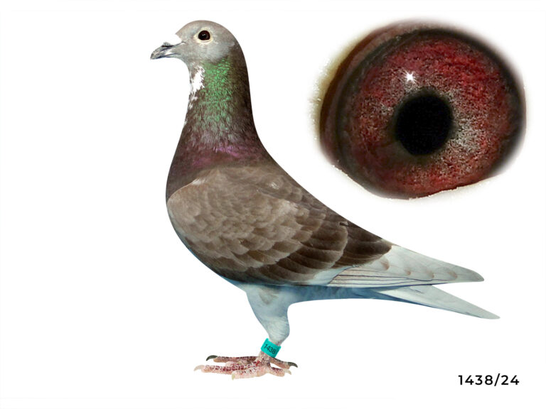 Kittel – Diamond Pigeon Stud
