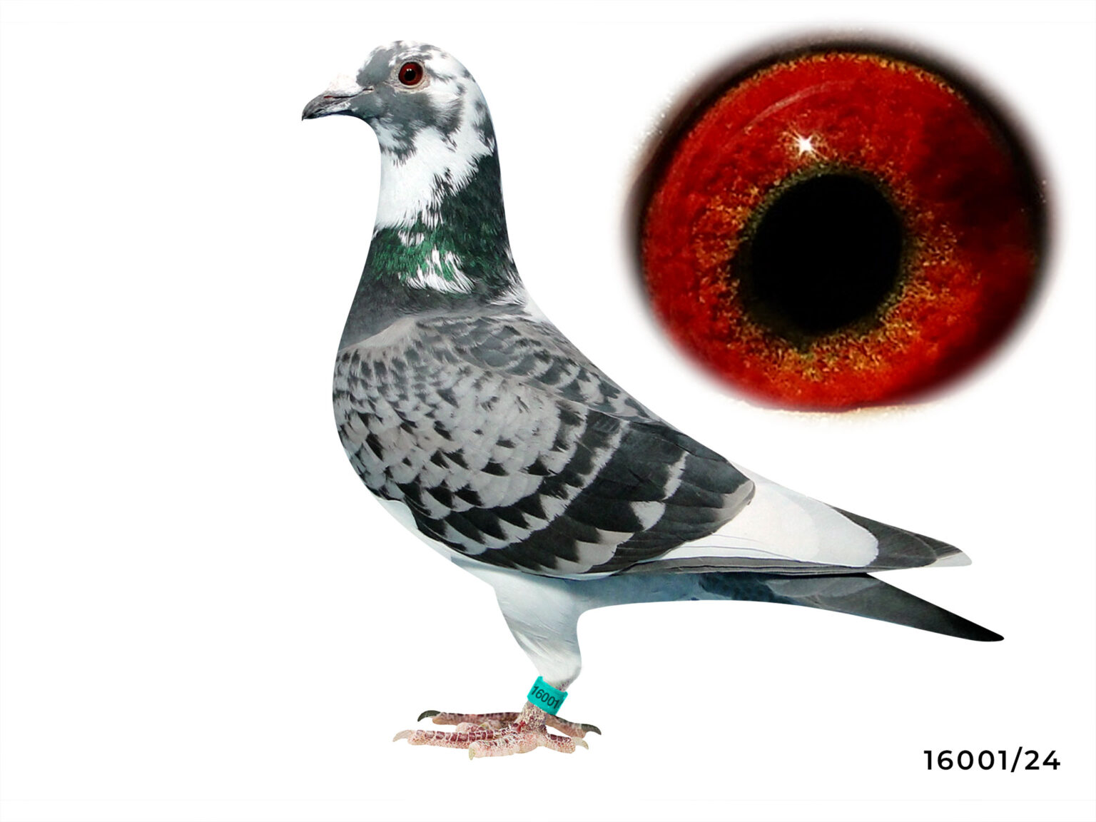 Kittel – Diamond Pigeon Stud